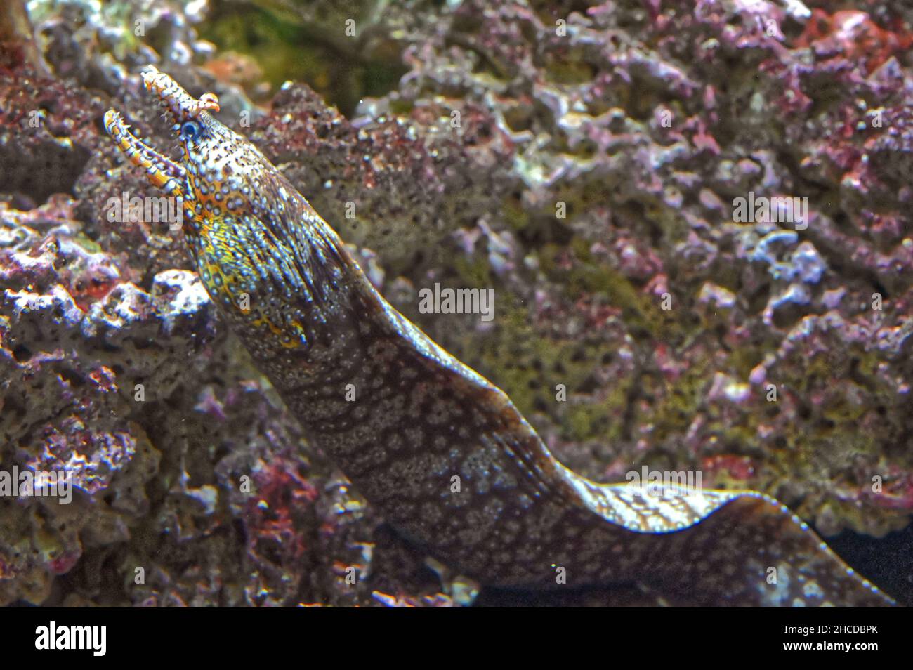 Dragon Moray Eel Showing Sharp Teeth Stock Photo - Alamy