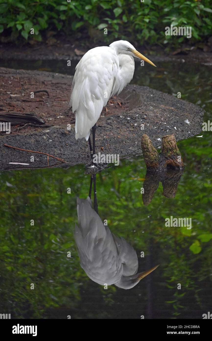 Snowy Egret, Reflection in a Pool Stock Photo - Alamy