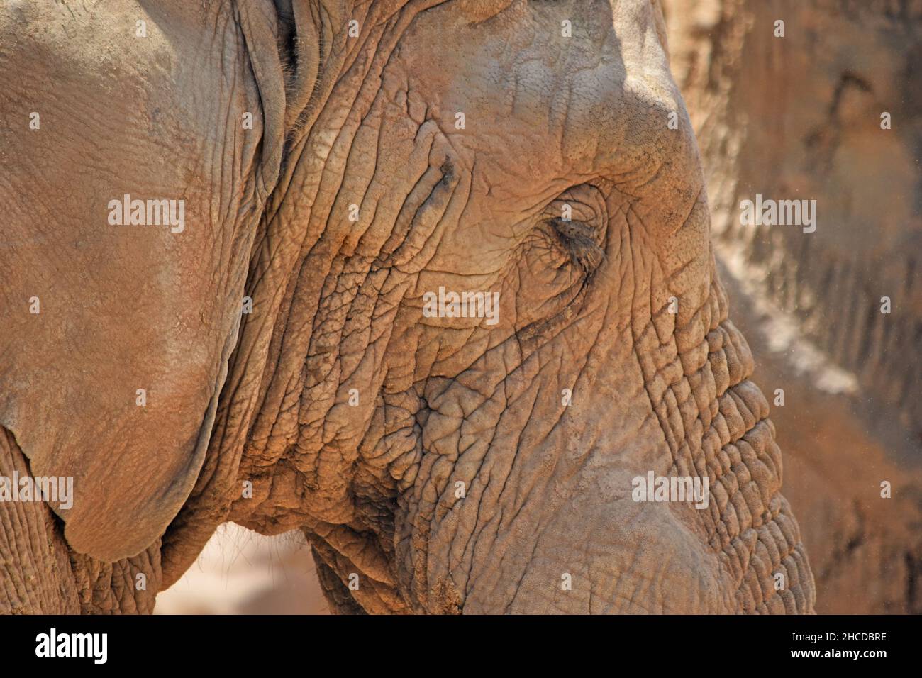 African Elephant Face Close Up Stock Photo - Alamy