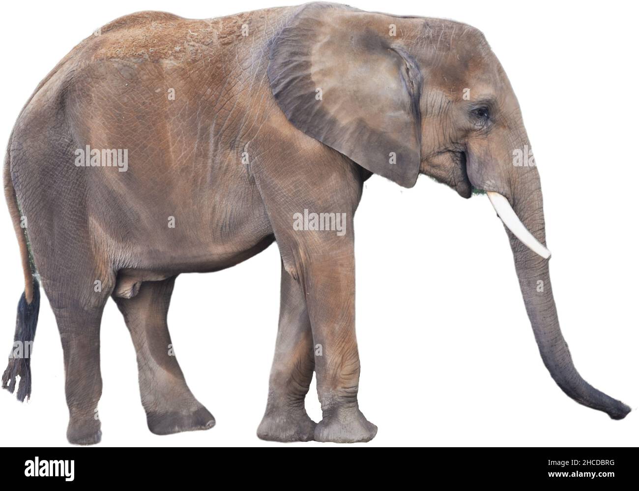 African Elephant Variations Stock Photo - Alamy