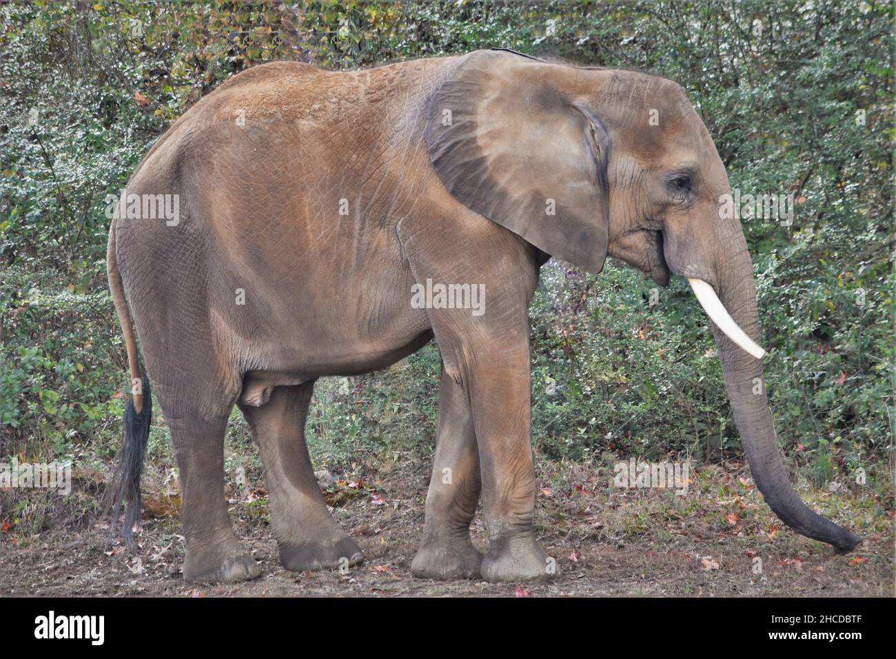 African Elephant in Front of a Forest Stock Photo - Alamy