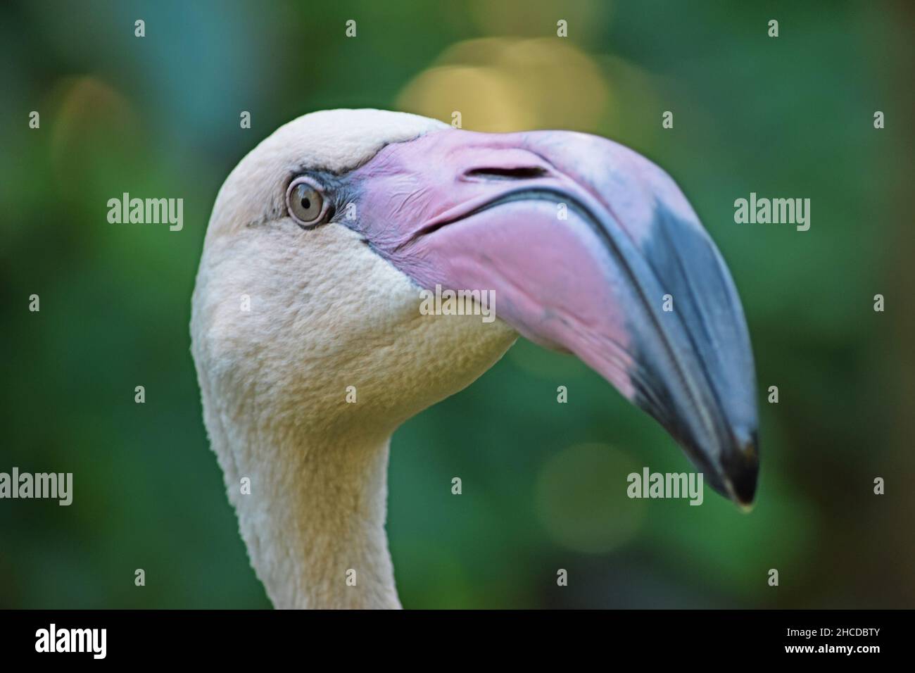Greater Flamingo Face Close Up Stock Photo - Alamy