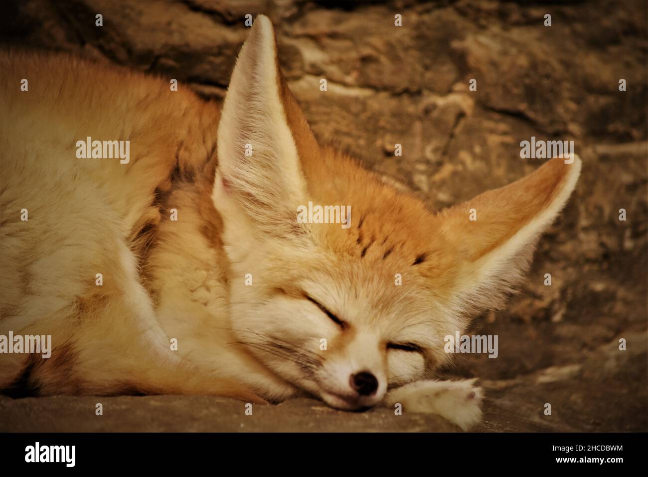 Fennec fox close up hi-res stock photography and images - Alamy