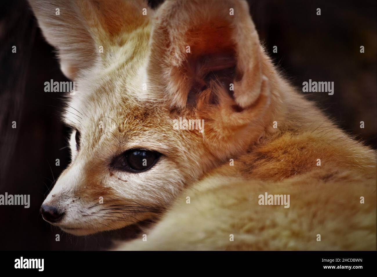 Fennec Fox Face Close Up Stock Photo - Alamy