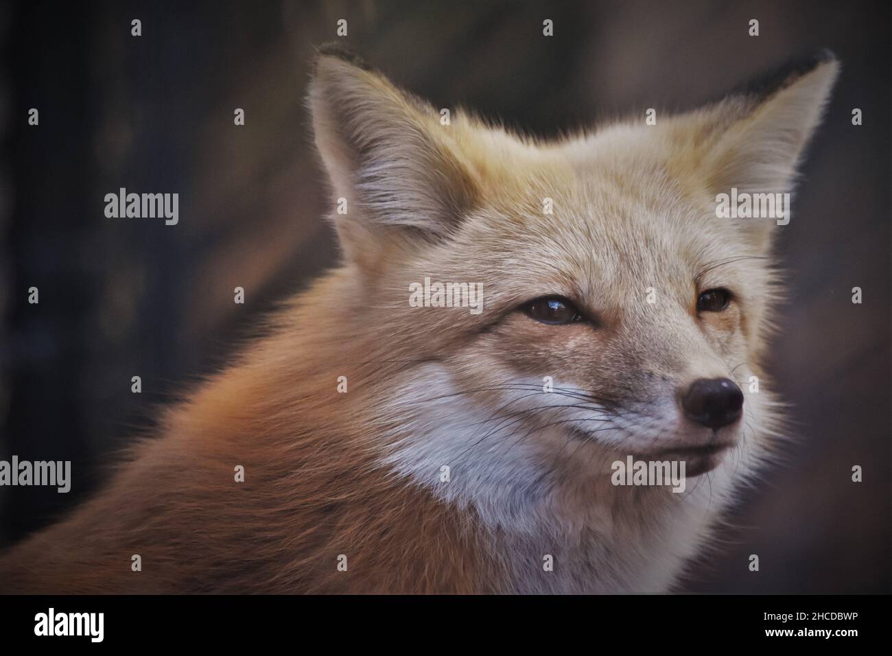 Red fox face hi-res stock photography and images - Alamy