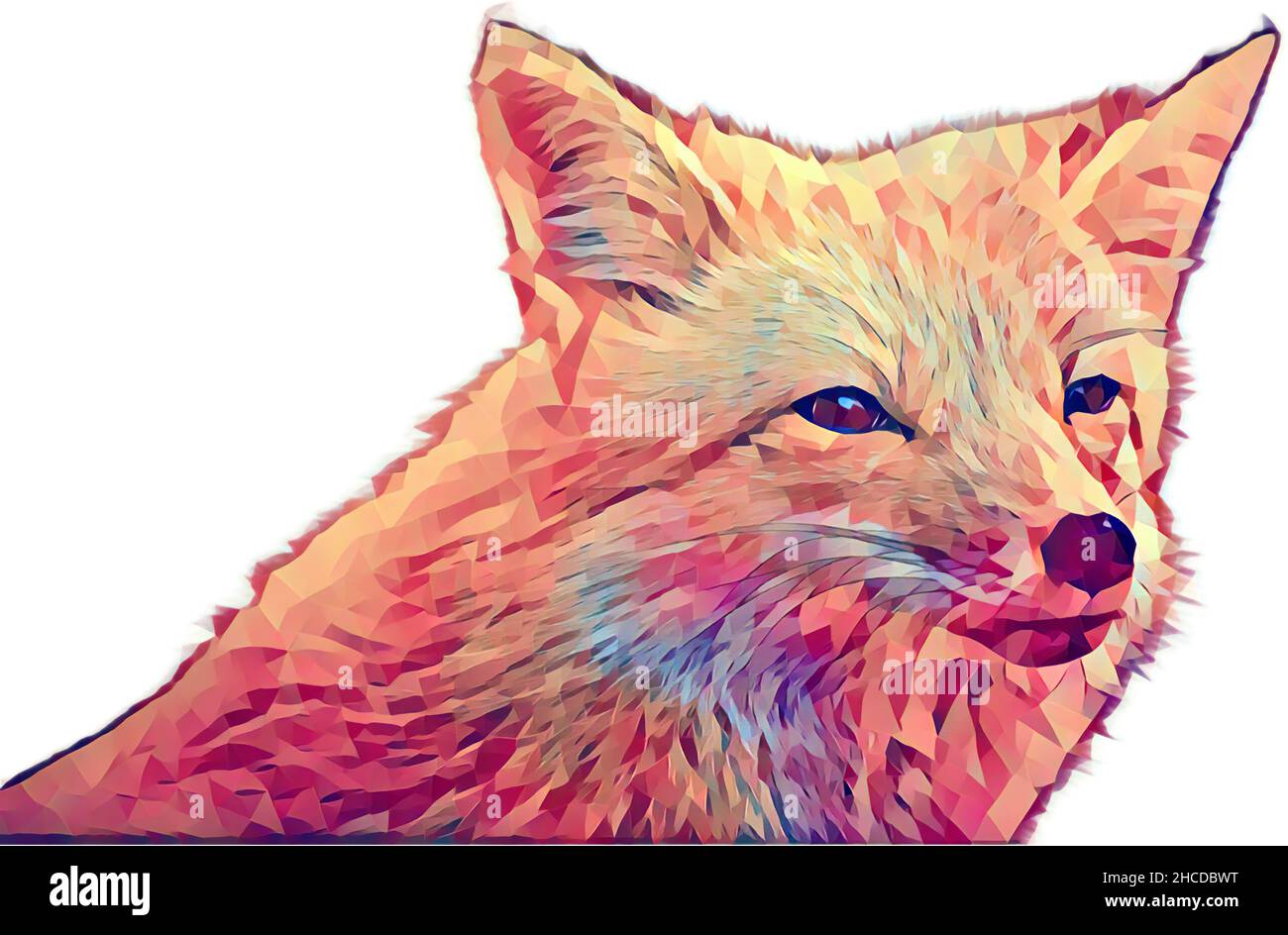 Red Fox Face Close Up Stock Photo - Alamy