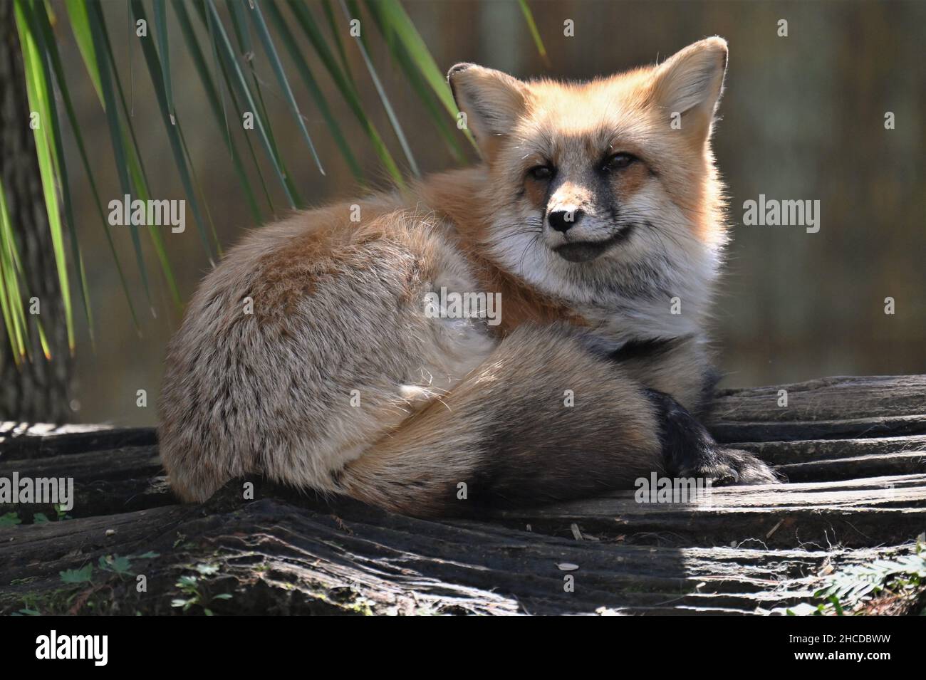 Red Fox Lying, Head in Sun Stock Photo - Alamy