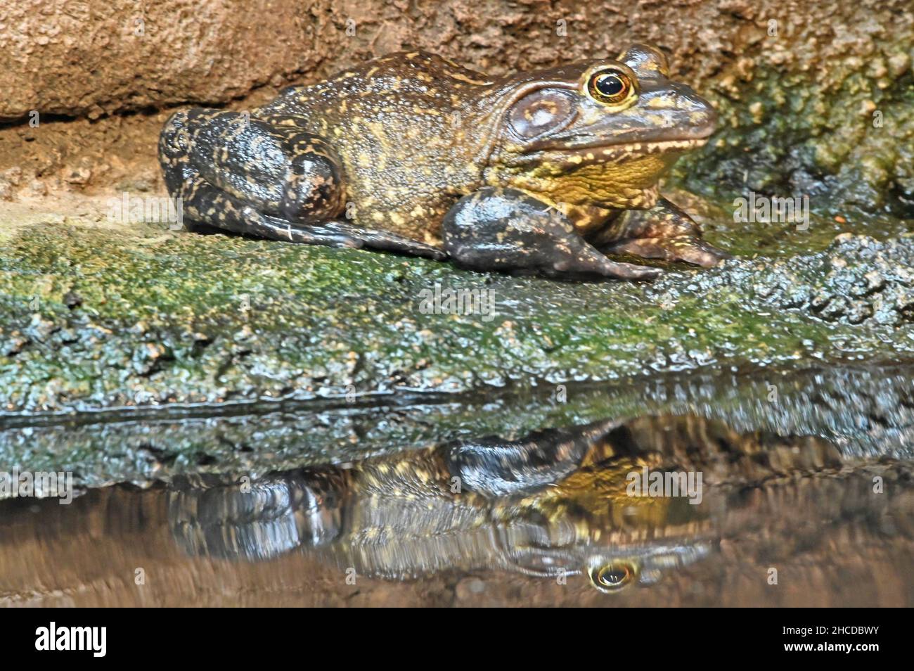 American Bullfrog Next to a Reflection Pool Stock Photo - Alamy
