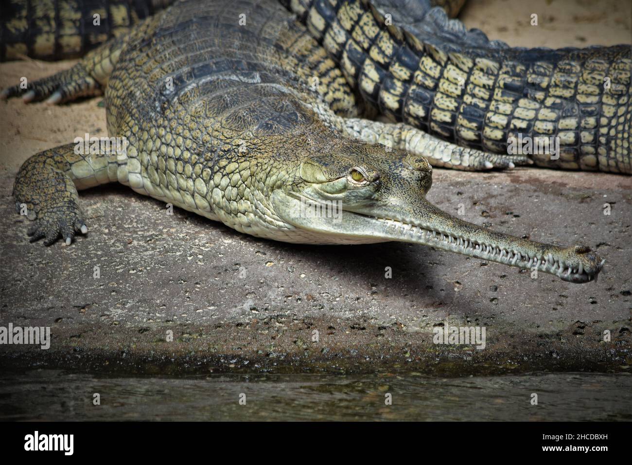 Gharial Basking Next to a Pool Stock Photo - Alamy