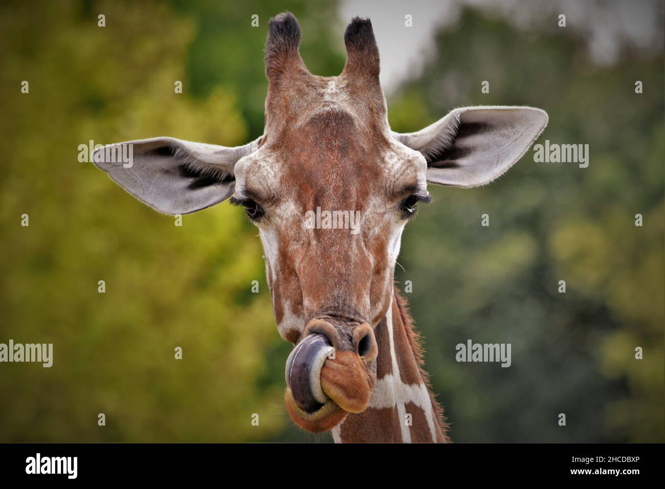 Reticulated Giraffe Face Close Up, Tongue in Nostril Stock Photo - Alamy