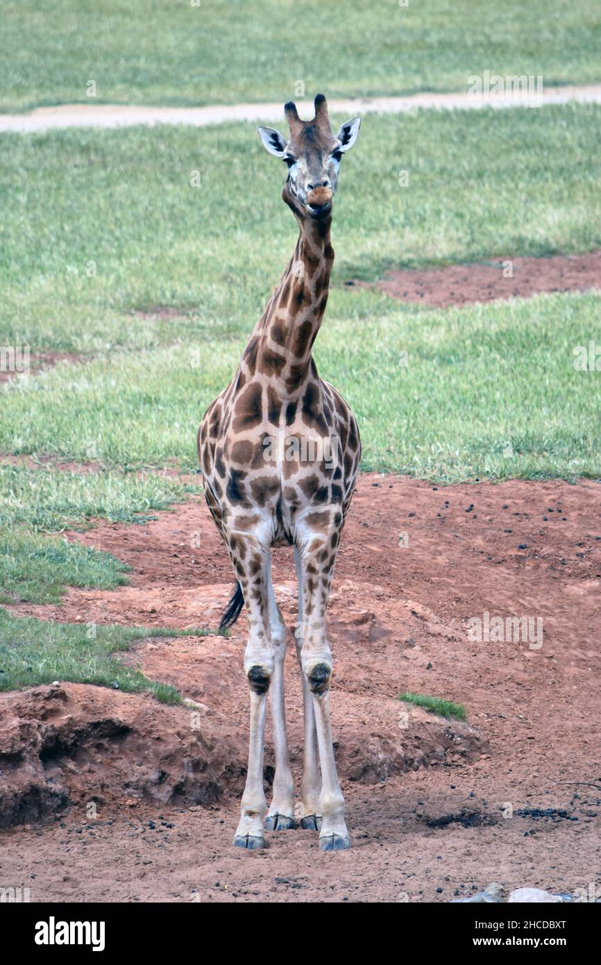 Child reticulated giraffe child animal hi-res stock photography and ...