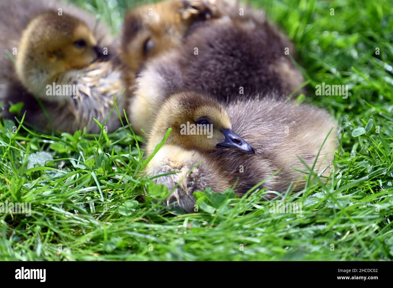 Barnacle geese goslings hi-res stock photography and images - Alamy