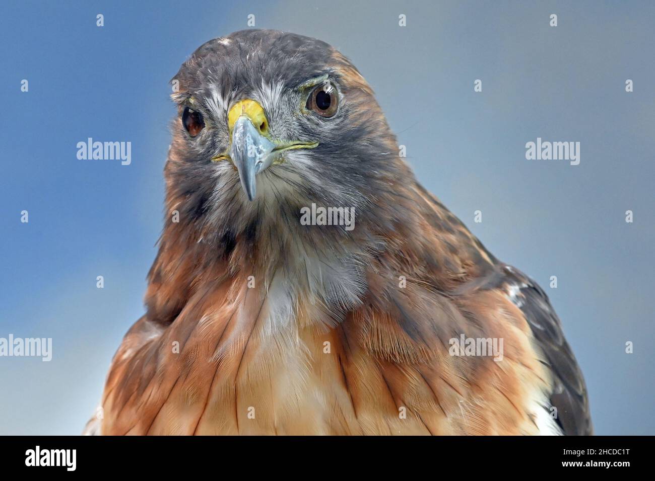 Red-tailed Hawk Upper Half Close Up Stock Photo - Alamy