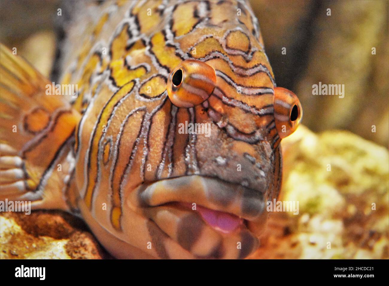 Orange Giant Hawkfish with Big Lips Face Close Up Stock Photo - Alamy