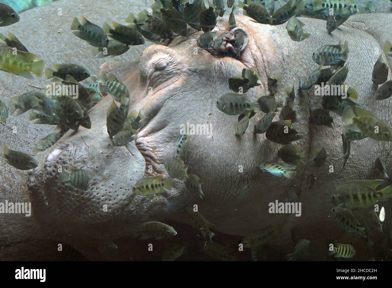 Common Hippopotamus Underwater Nibbled by Fish Stock Photo - Alamy