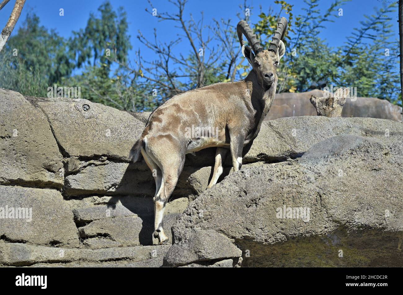 Nubian Ibex Climbing Rocks, Great Horns Stock Photo - Alamy