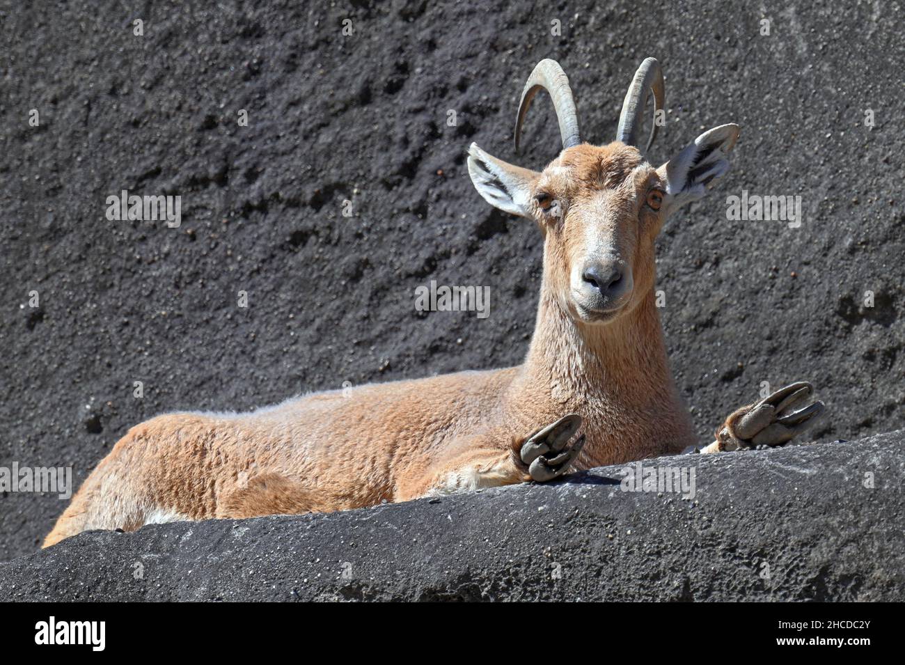 Nubian Ibex Lying on Cliff, Hooves Showing Stock Photo - Alamy