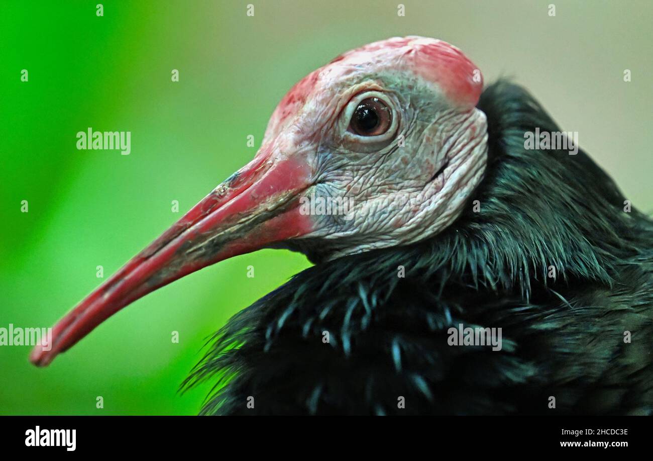 Black southern bald ibis hi-res stock photography and images - Alamy