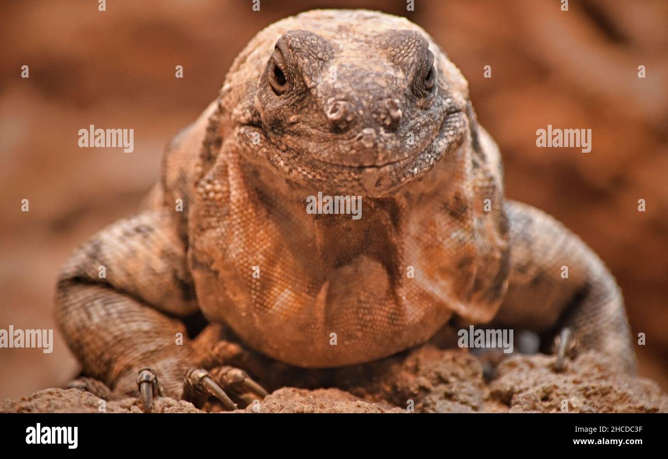 Green Iguana Close Up, Smiling Stock Photo - Alamy
