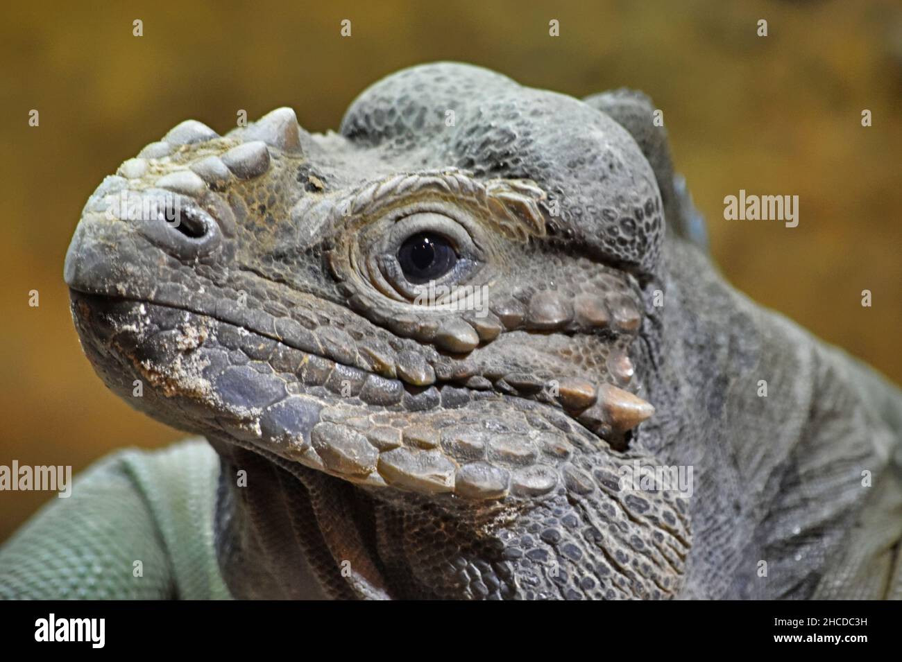Rhinoceros Iguana Face Close Up, Smiling Stock Photo - Alamy