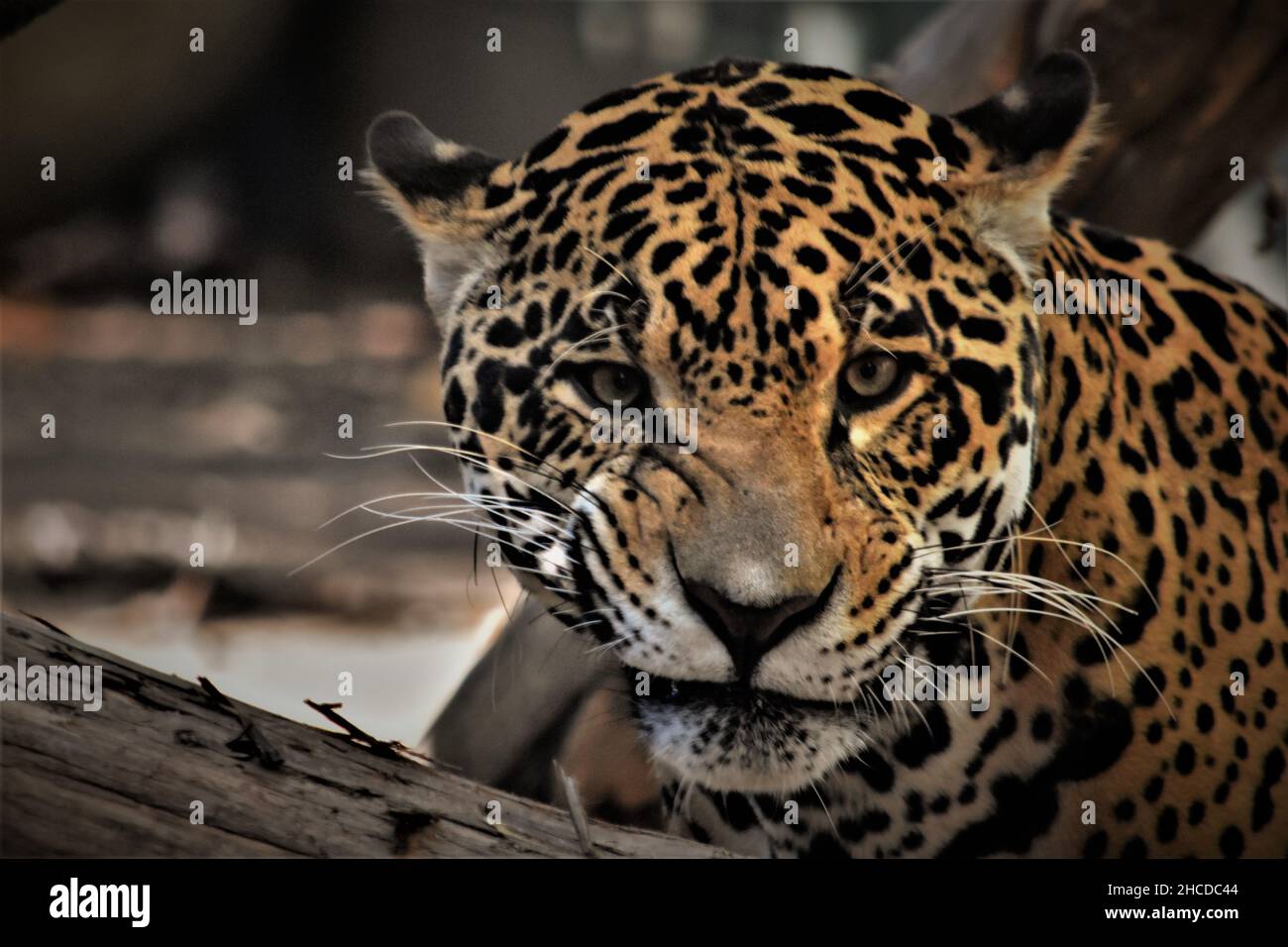 Jaguar Snarling, Face Close Up Stock Photo - Alamy