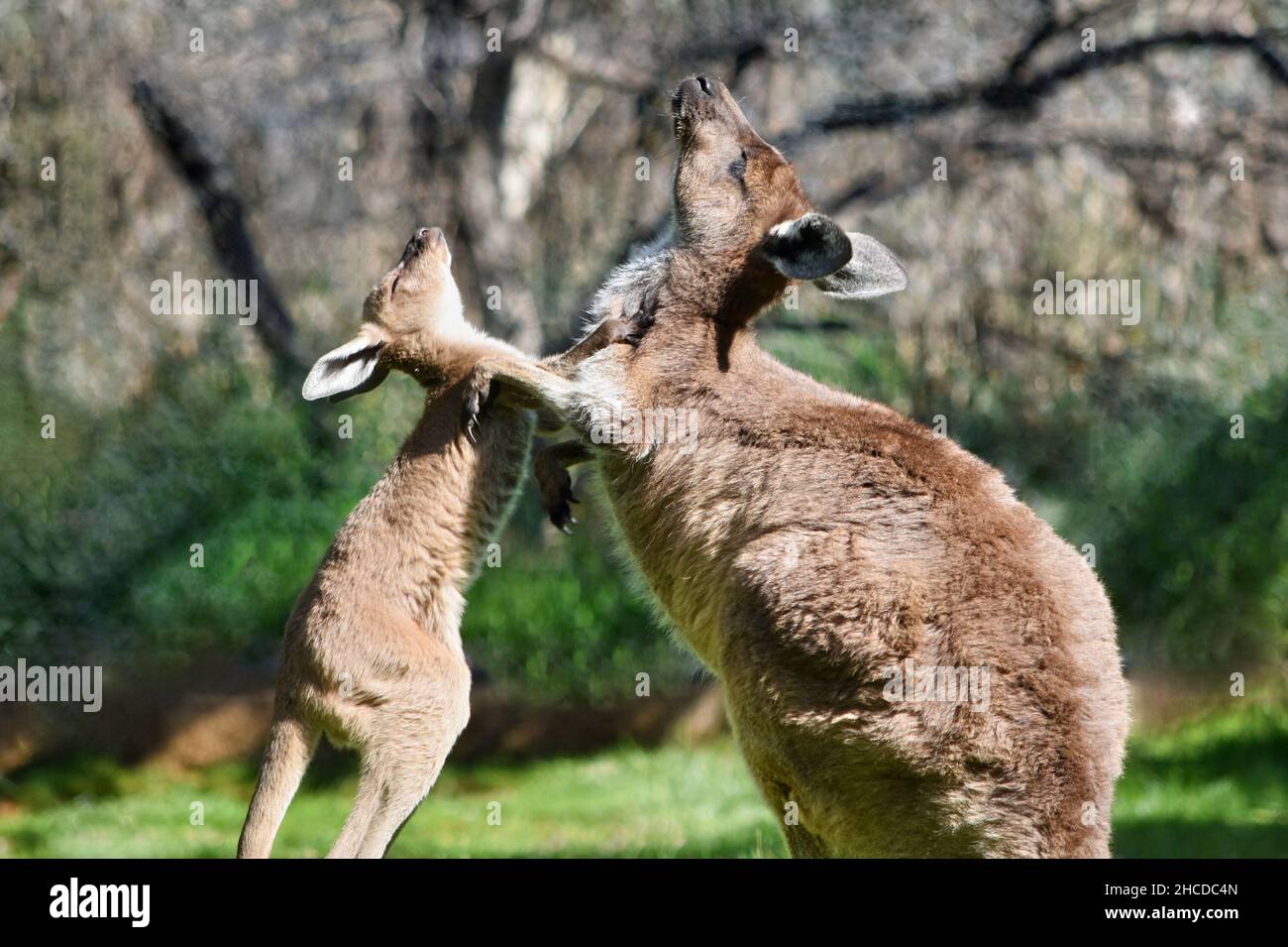 Western Gray Kangaroo - Mother and Child Hug Stock Photo - Alamy