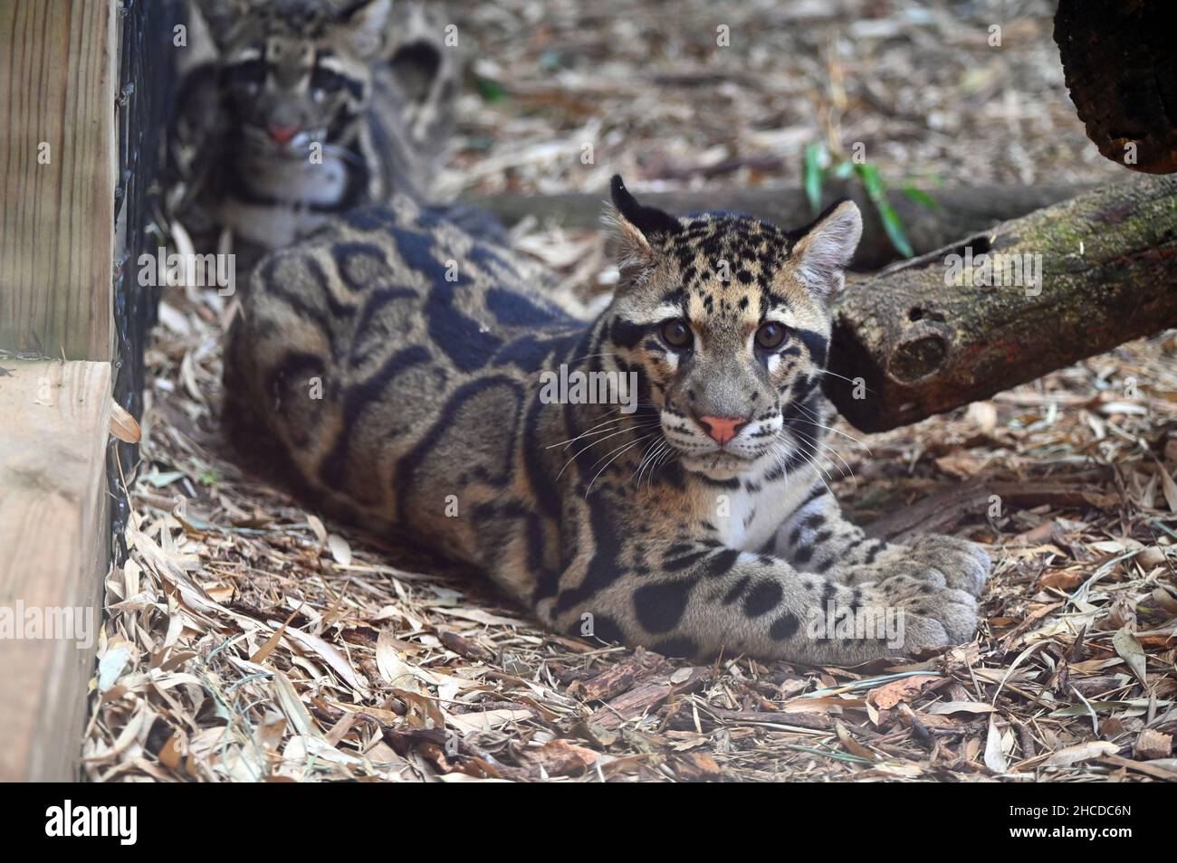 Young Clouded Leopard, Lying Down Stock Photo - Alamy