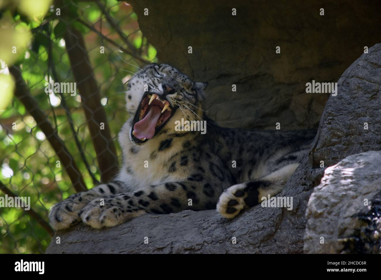 Snow Leopard Lying and Laughing (Yawning Stock Photo - Alamy