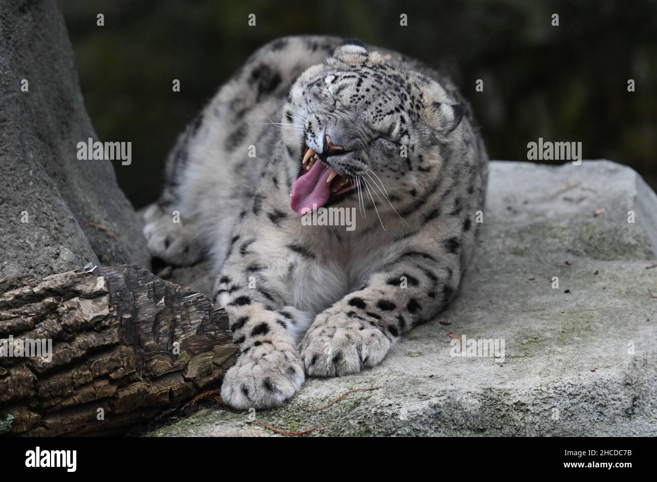 Snow Leopard Lying and Laughing (Yawning Stock Photo - Alamy