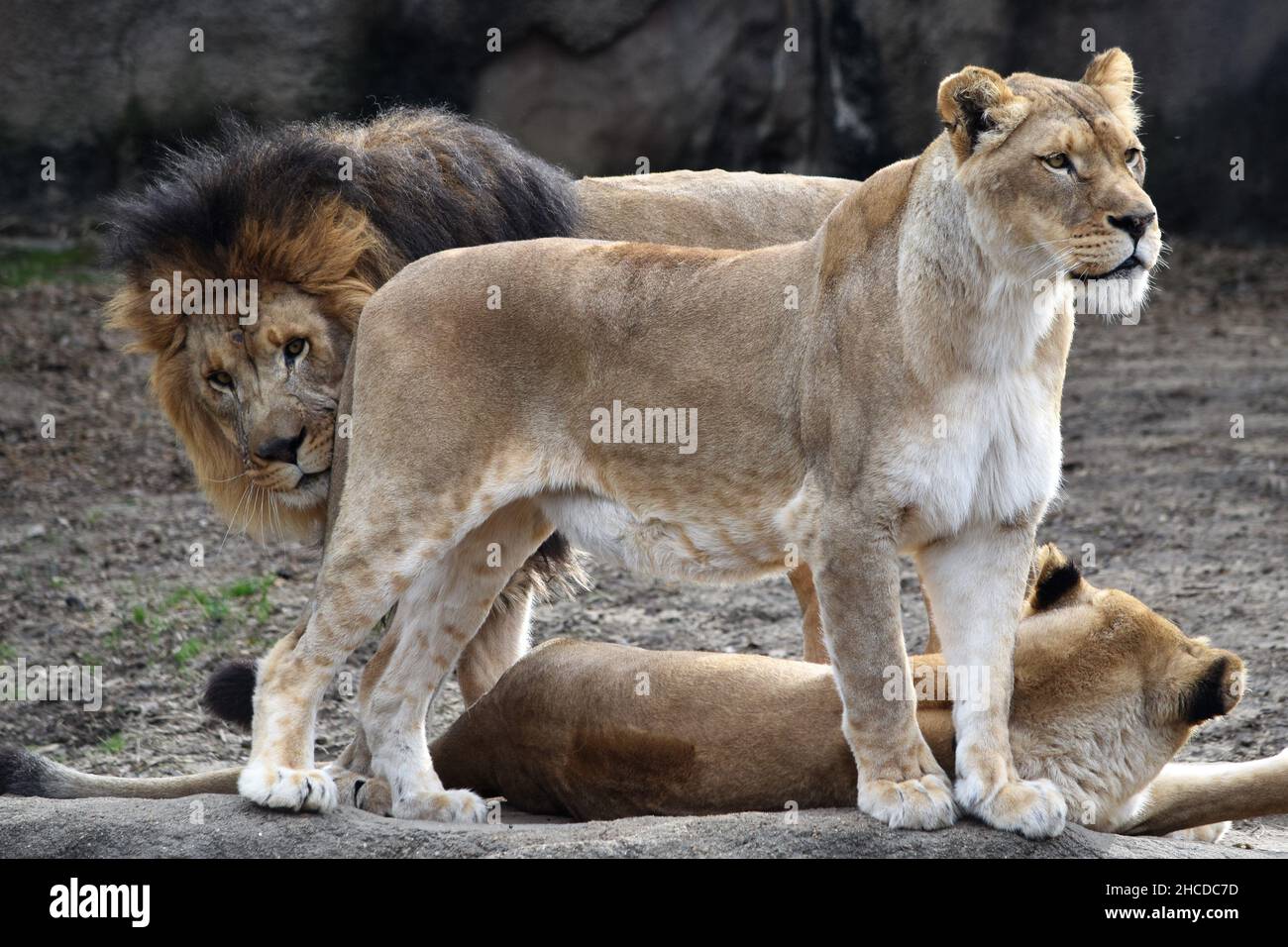Lion peeking hi-res stock photography and images - Alamy
