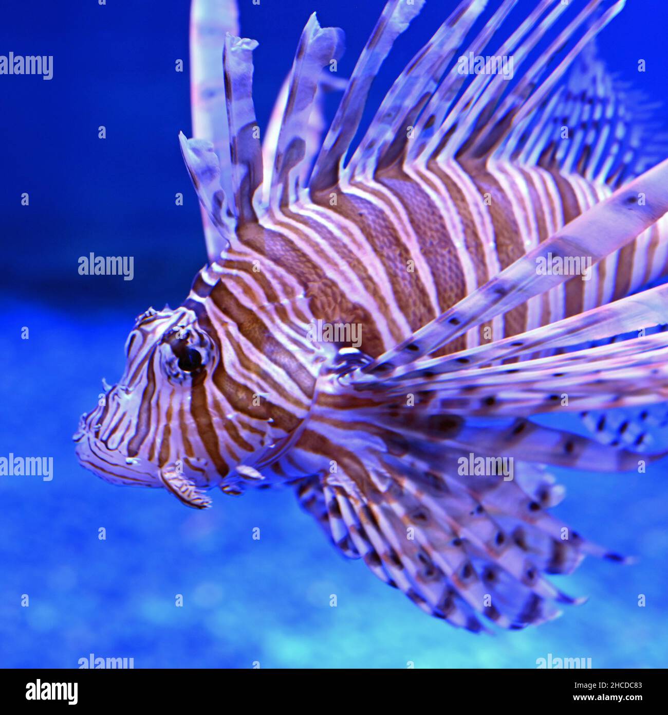 White stripes lionfish hi-res stock photography and images - Alamy