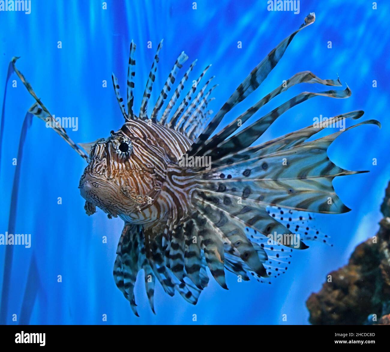 White stripes lionfish hi-res stock photography and images - Alamy