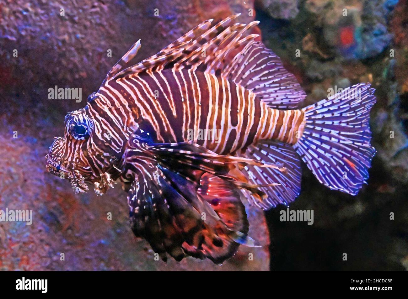 Red Lionfish Swimming and Watching, Close Up Stock Photo - Alamy