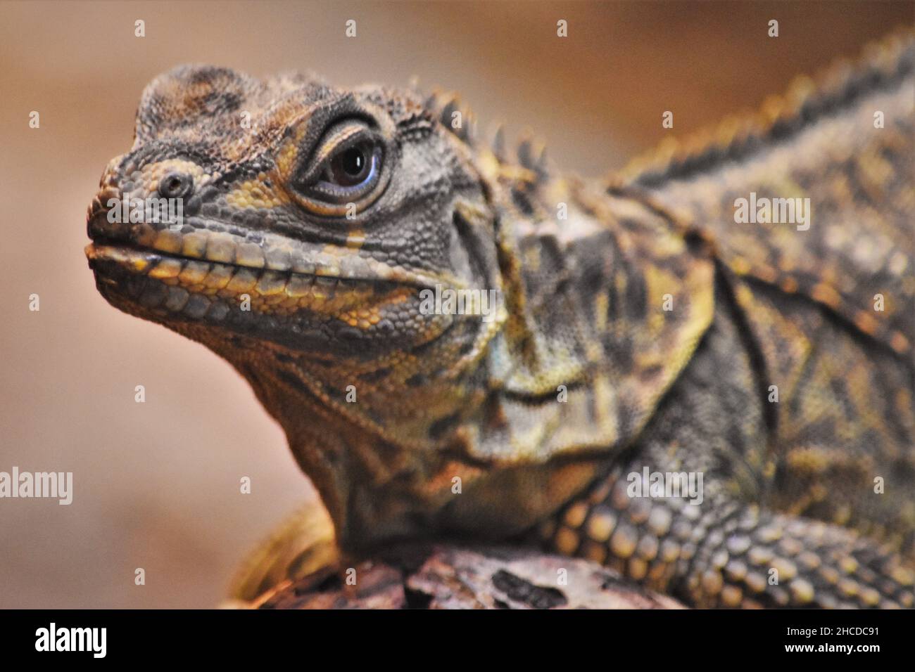 Philippine Sail-Finned Lizard Close Up Stock Photo - Alamy