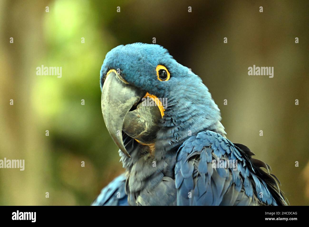 Hyacinth Macaw Face Close Up Stock Photo - Alamy