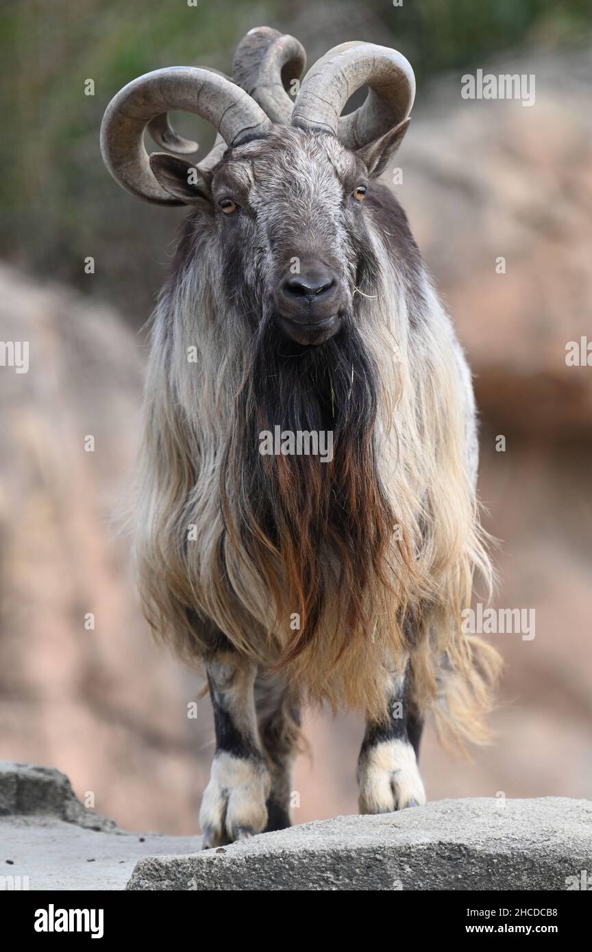 Zoo markhor hi-res stock photography and images - Alamy