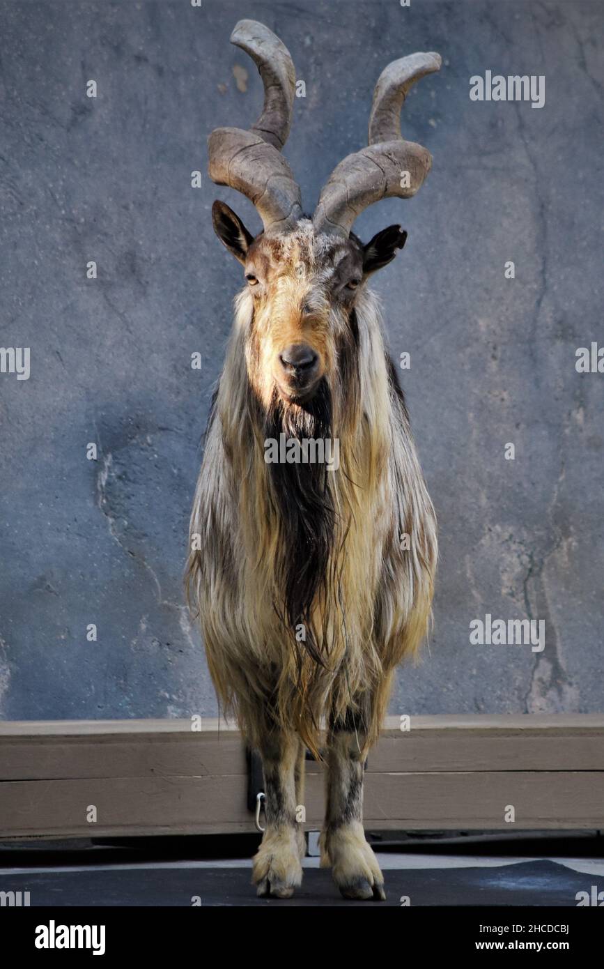 Markhor Male Standing and Watching Stock Photo - Alamy