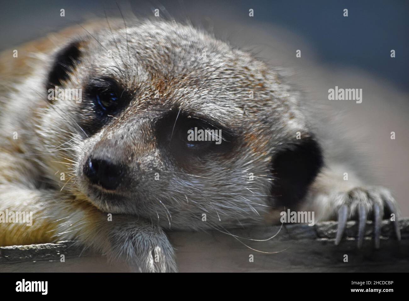 Meerkat Resting, Face Close Up Stock Photo - Alamy
