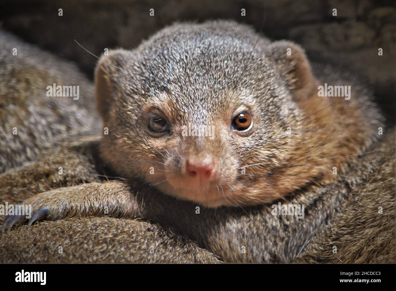 Dwarf Mongoose Cuddled with Family, Watching Stock Photo - Alamy