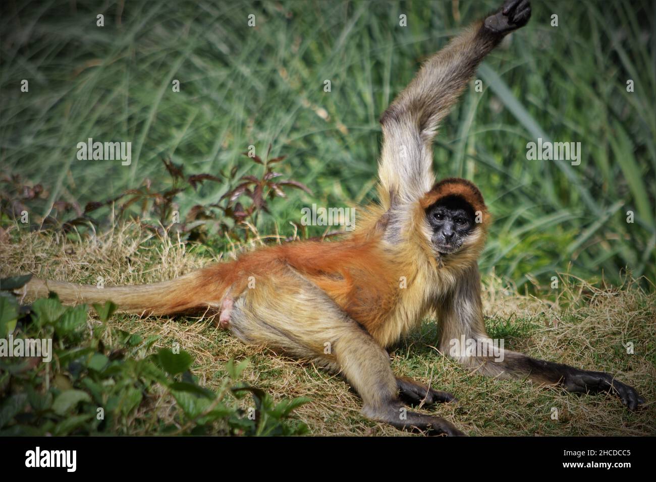 Black-Handed Spider Monkey Raising Hand Stock Photo - Alamy