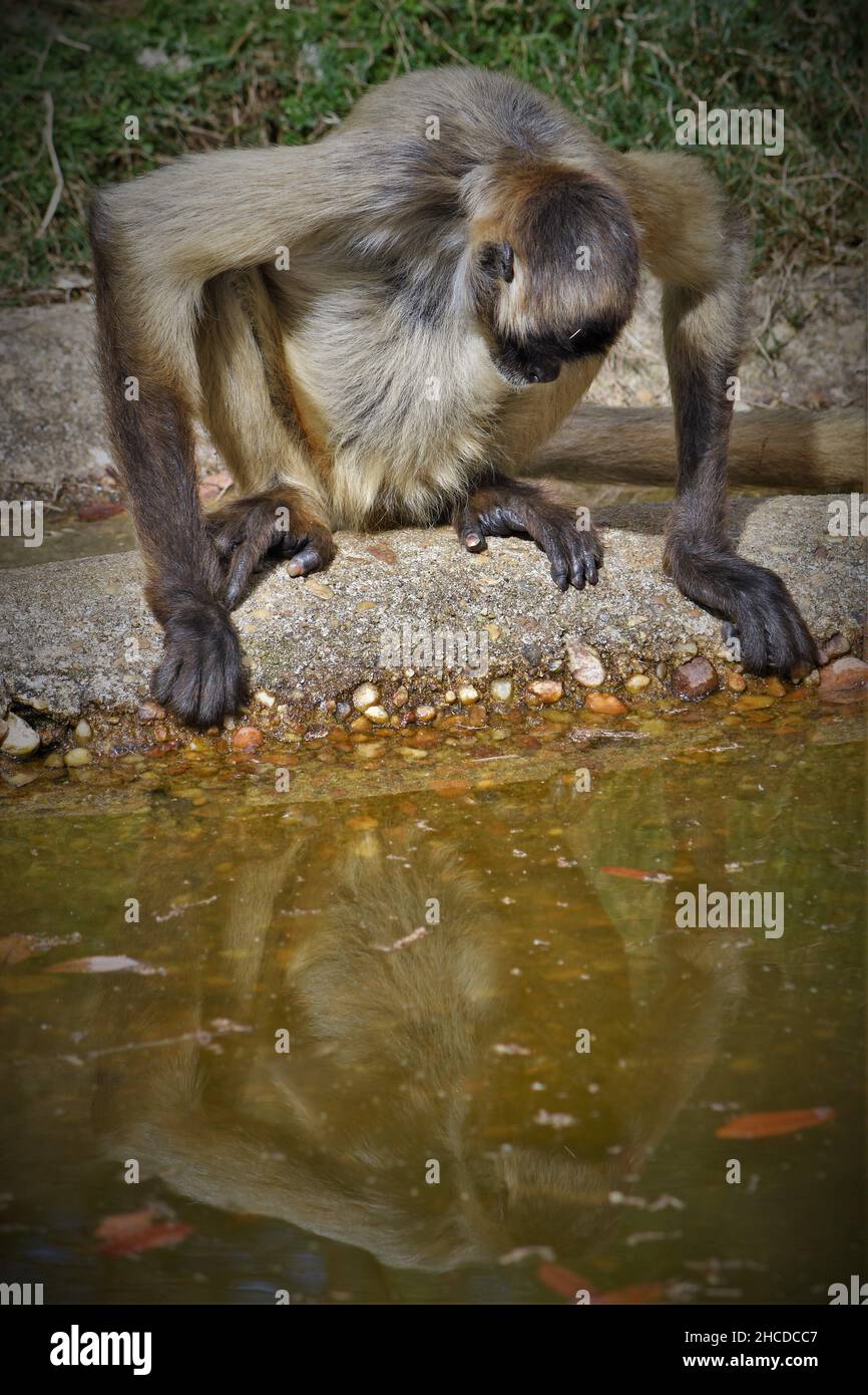 Black-Handed Spider Monkey Looking at Reflection Stock Photo - Alamy