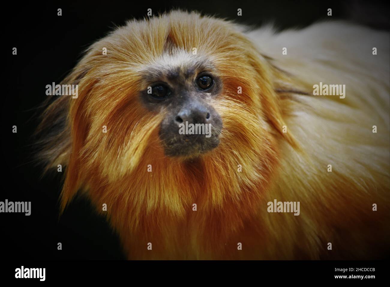 Golden Lion Tamarin Monkey Face Close Up Stock Photo - Alamy