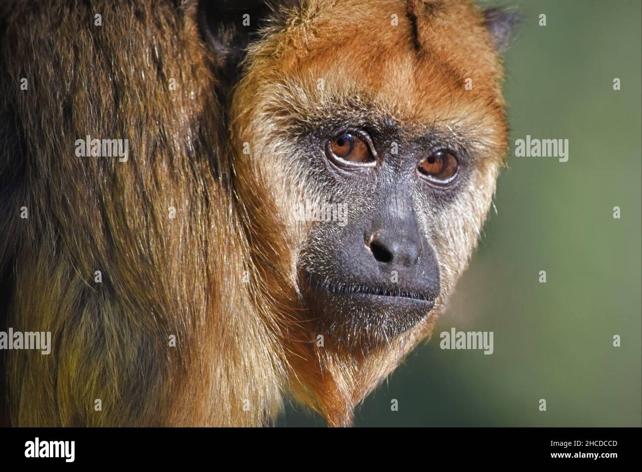 Black and red howler hi-res stock photography and images - Alamy