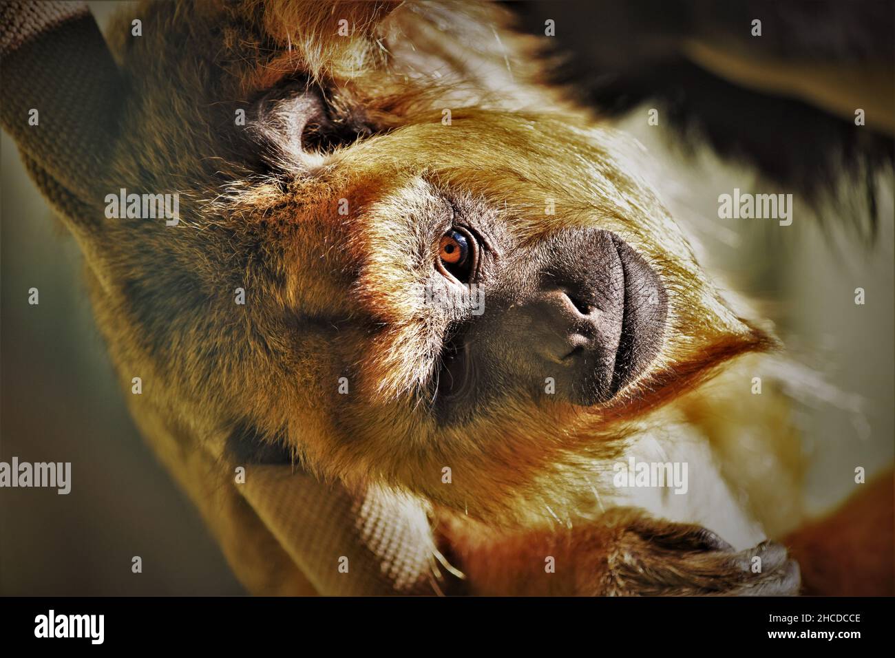 Brown Howler Monkey Sideways Face Stock Photo - Alamy