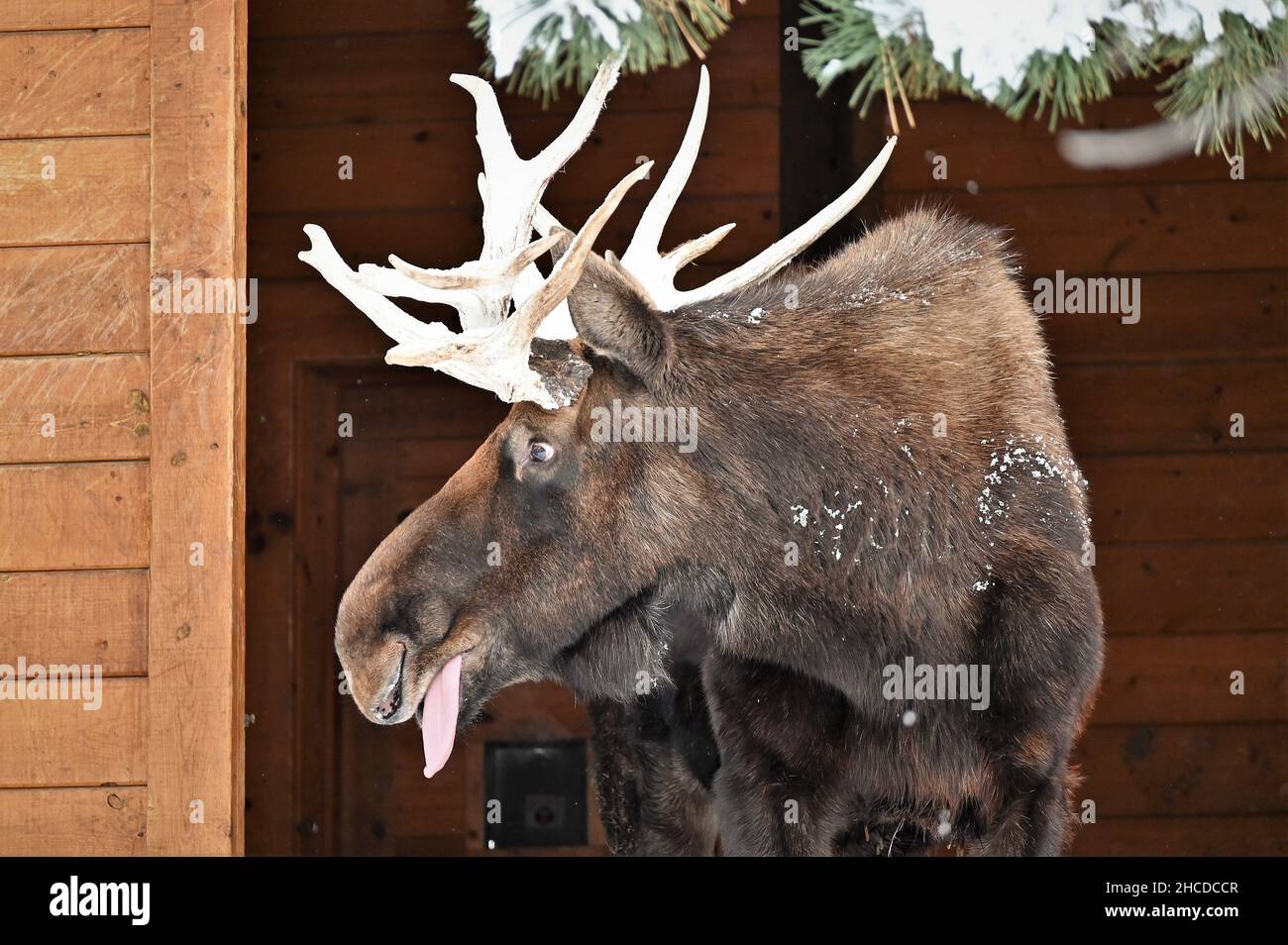 Moose - Goofy with Tongue Out Stock Photo - Alamy