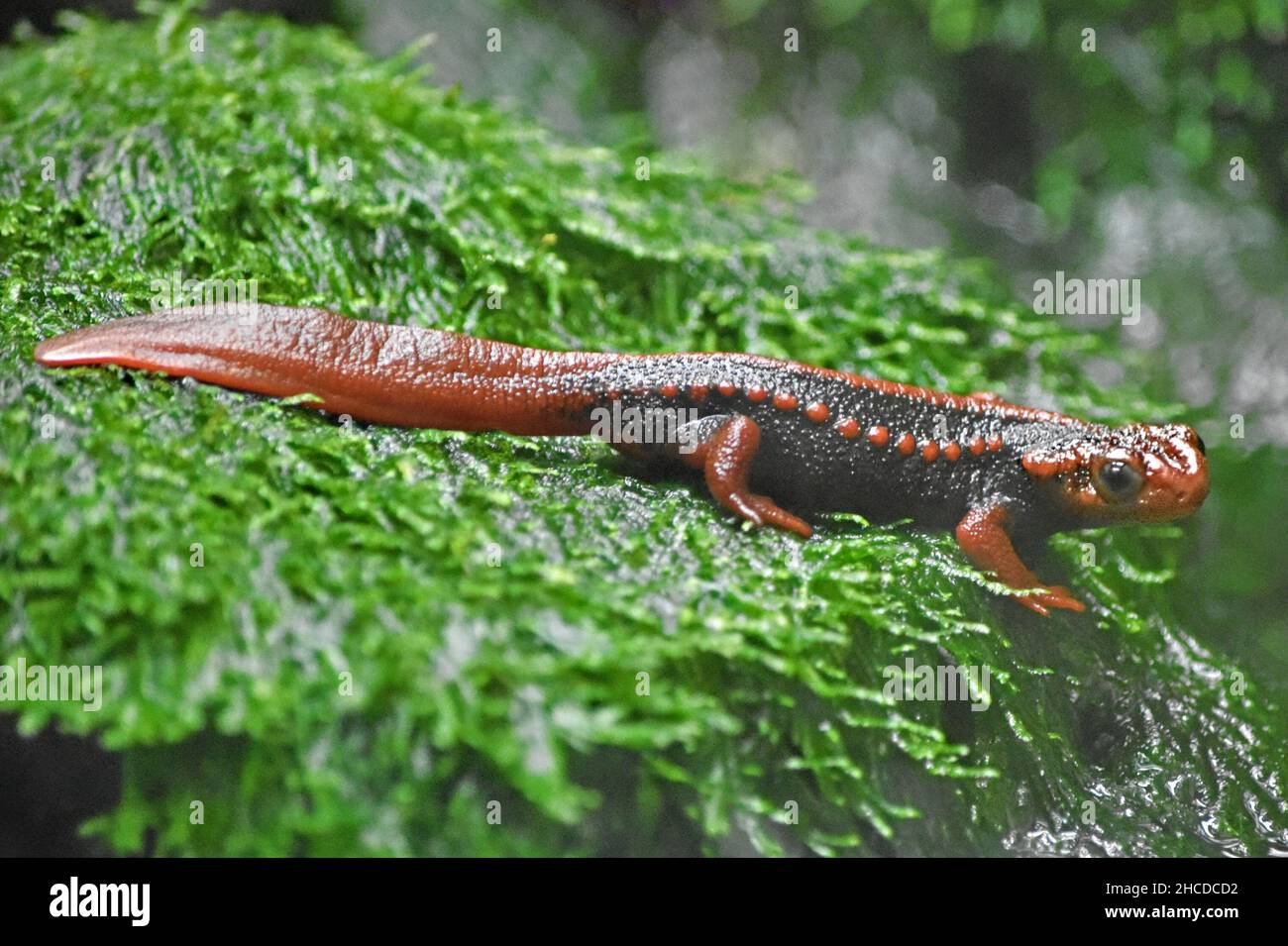 Emperor Newt Watching, Full Body Stock Photo - Alamy