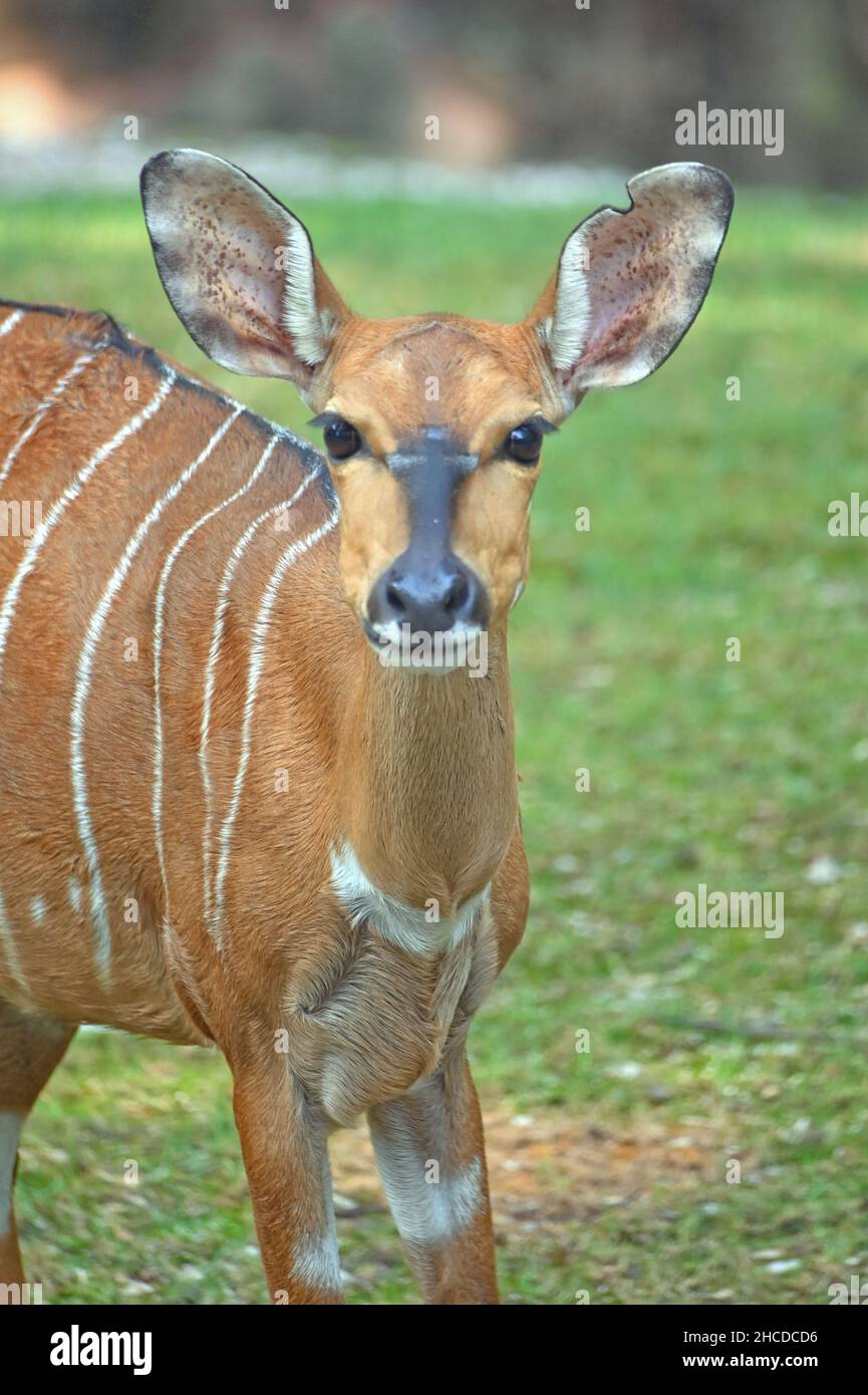 Young Nyala Upper Half Close Up Stock Photo - Alamy