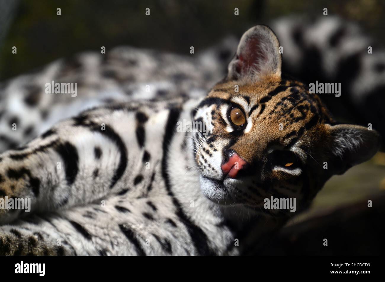 Ocelot Lying Down and Watching Stock Photo - Alamy