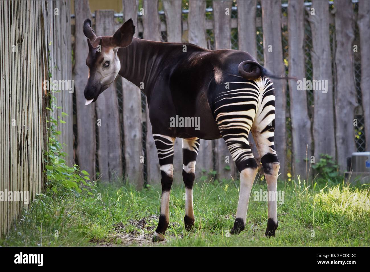 Okapi Turned Back and Tongue Out Stock Photo - Alamy