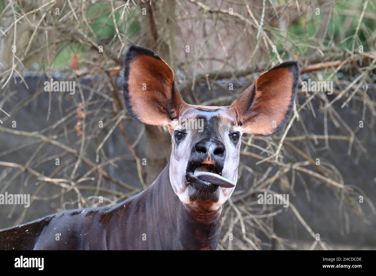 Okapi Face Close Up, Tongue Out Stock Photo - Alamy